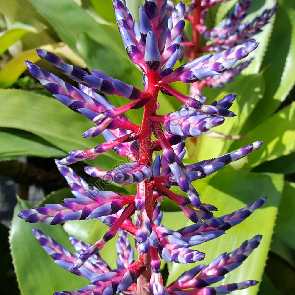 Aechmea – bromeliad.com