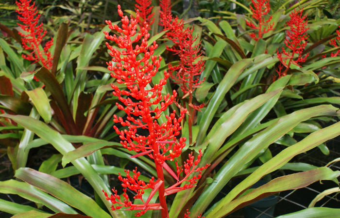 All Bromeliads – bromeliad.com