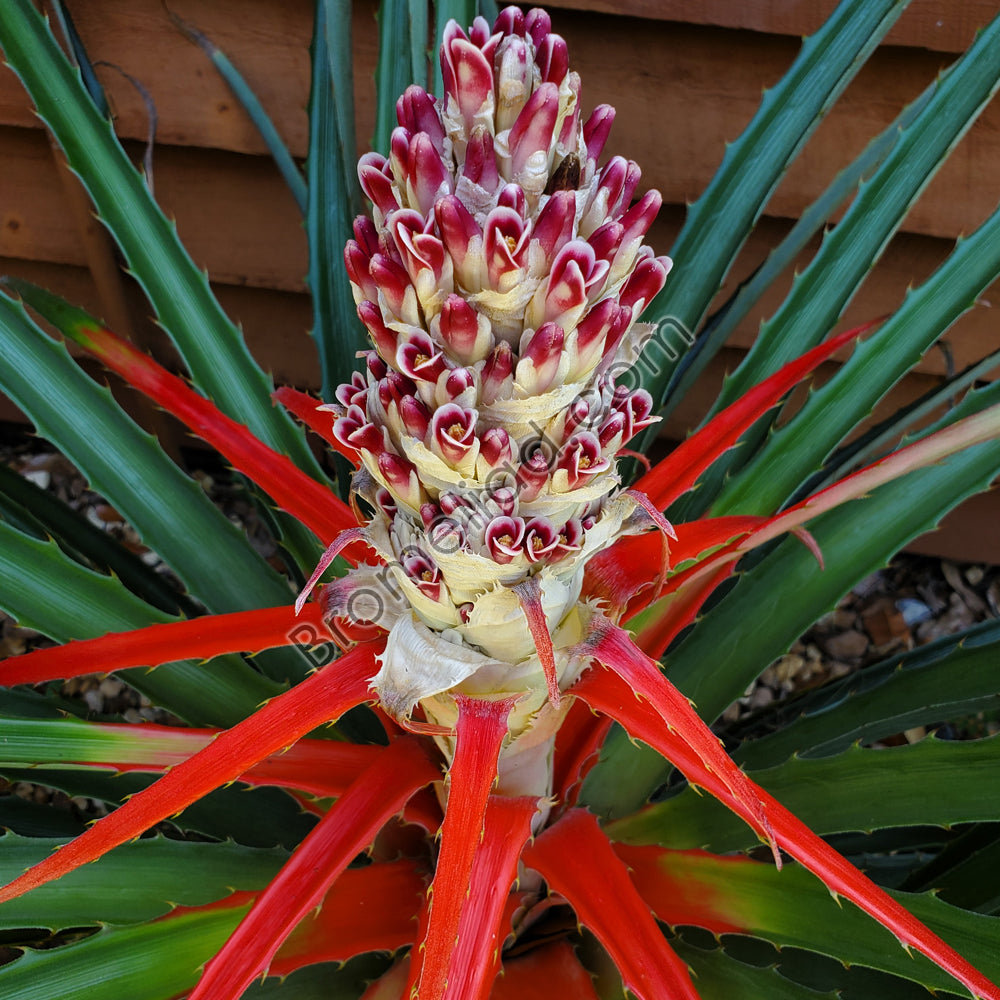 Bromelia – bromeliad.com