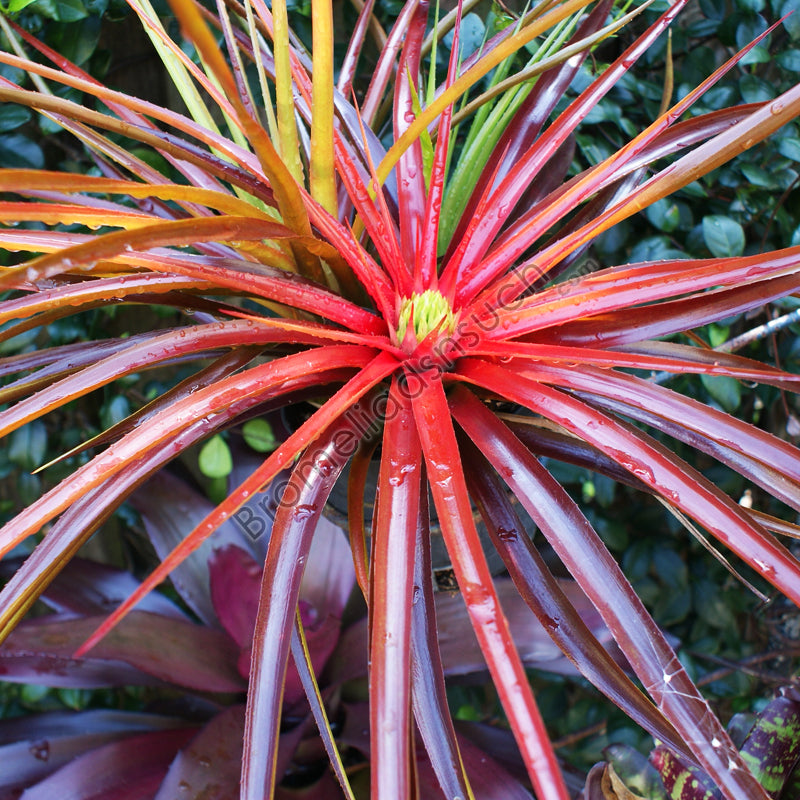 xNeophytum – bromeliad.com