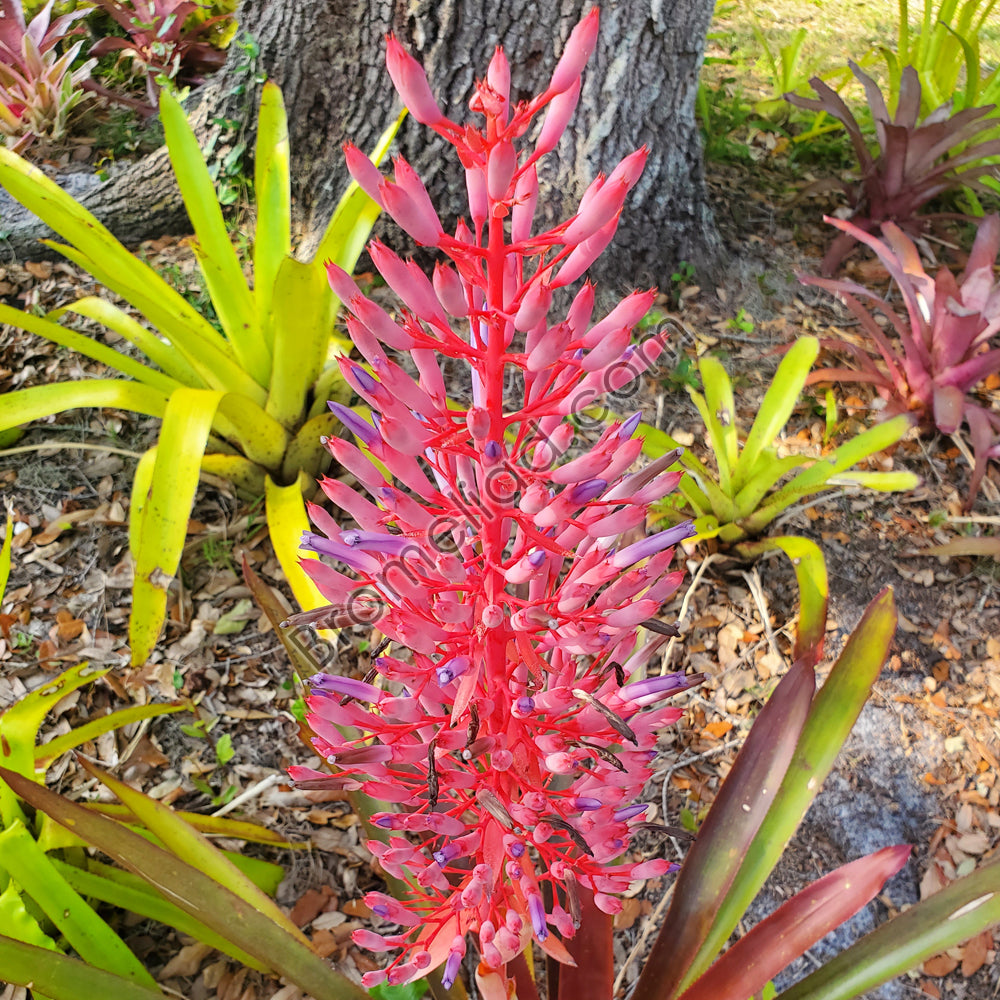 Portea – bromeliad.com