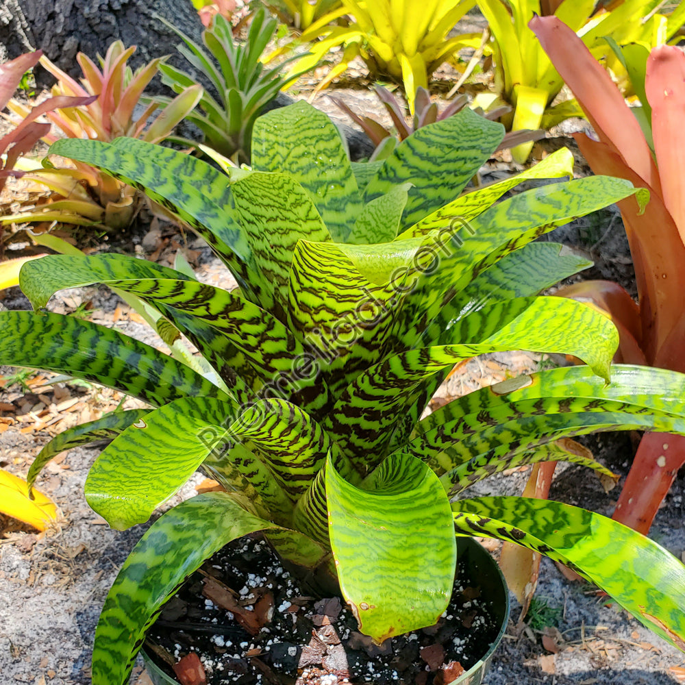 Vriesea – bromeliad.com