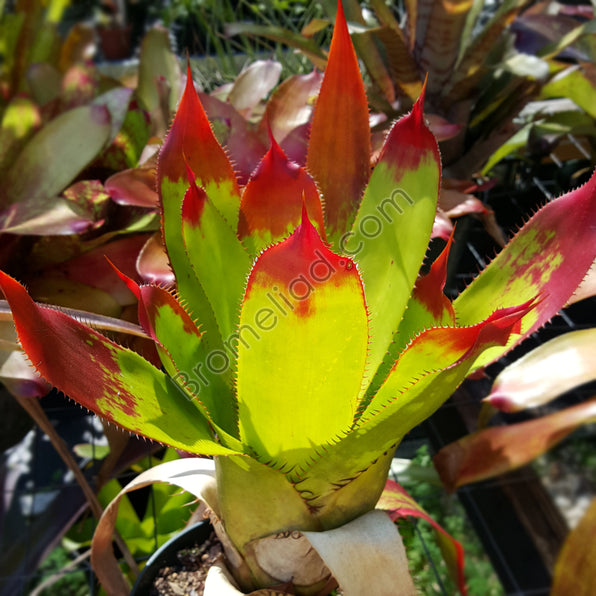 Products – bromeliad.com