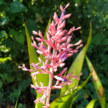 Products – bromeliad.com