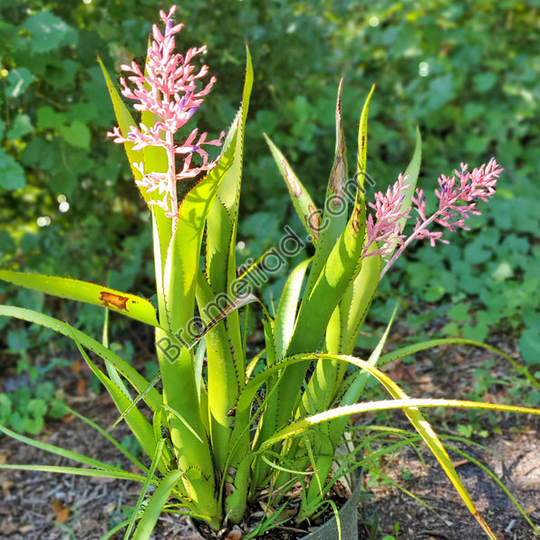 Products – bromeliad.com