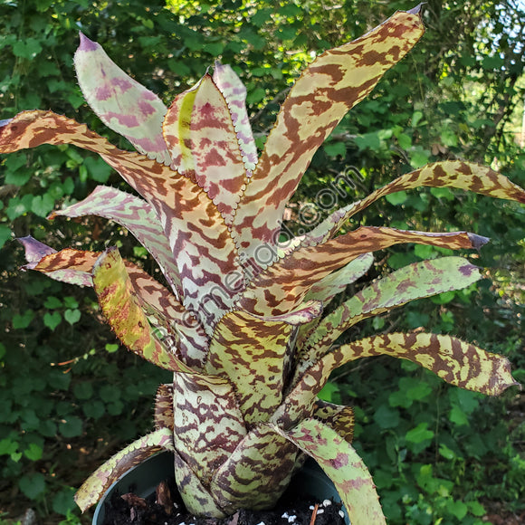 Aechmea orlandiana 'Bert' – bromeliad.com