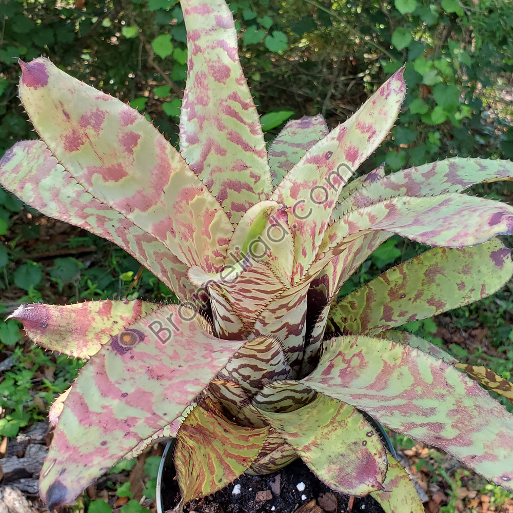 Aechmea orlandiana 'Bert' – bromeliad.com