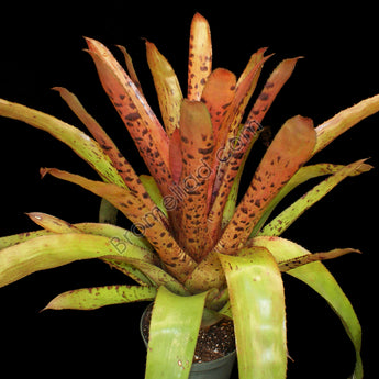 Products – bromeliad.com