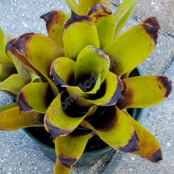 Products – bromeliad.com