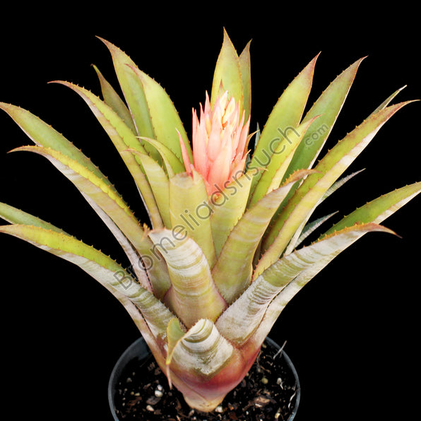 Products – bromeliad.com