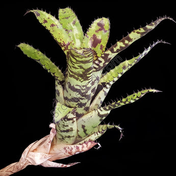 Products – bromeliad.com