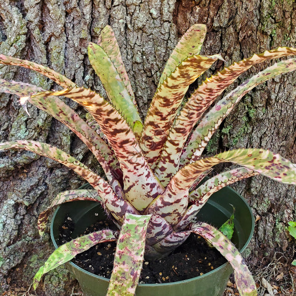 Aechmea – bromeliad.com