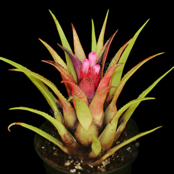 Aechmea – bromeliad.com