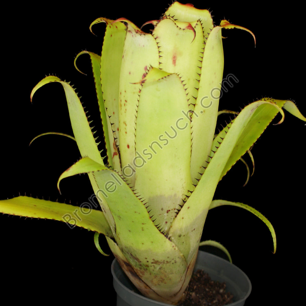 Aechmea triangularis – bromeliad.com