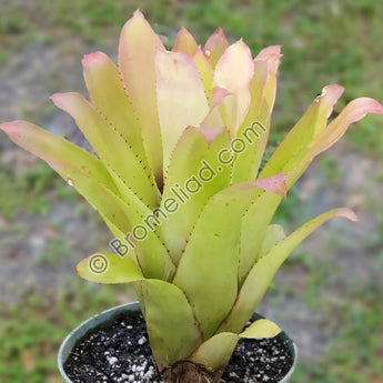 Aechmea – bromeliad.com