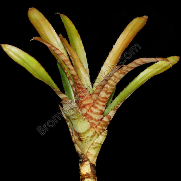 Products – bromeliad.com