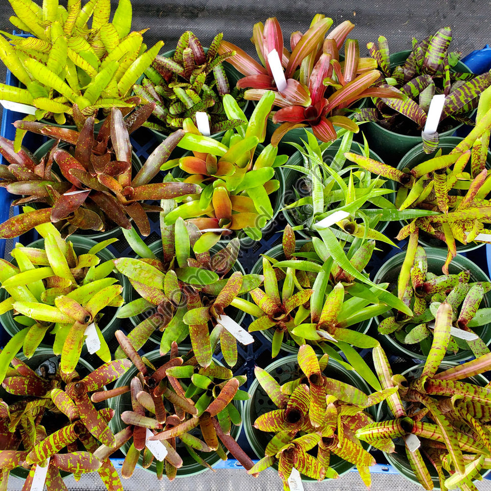 bromeliad.com