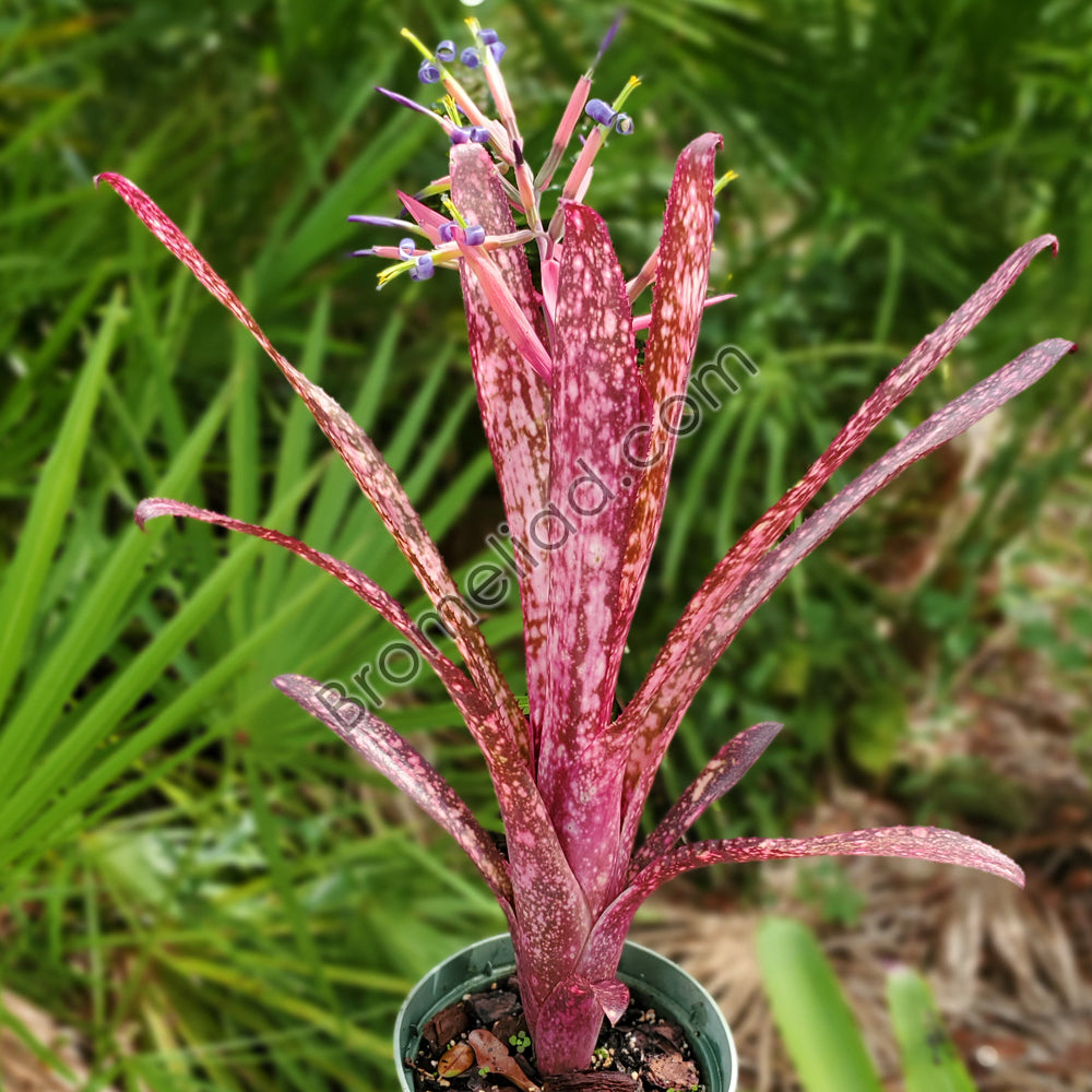Billbergia 'Teng Ee' – bromeliad.com