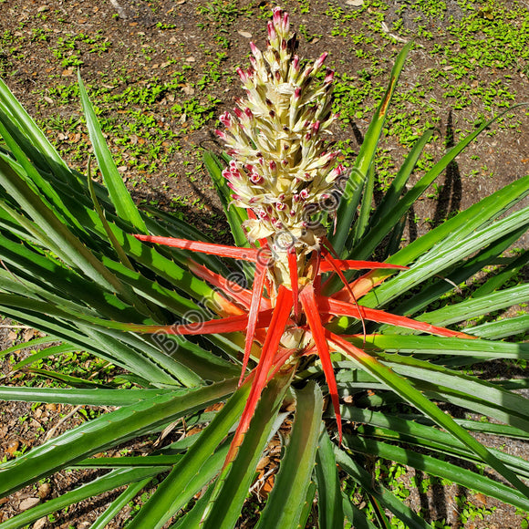 Bromelia balansae (Heart of Flame) – bromeliad.com