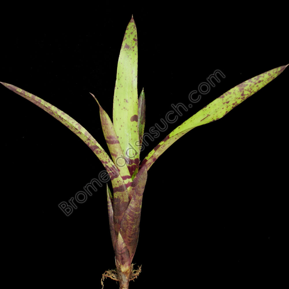 Neoregelia 'Blueberry Tiger' – bromeliad.com