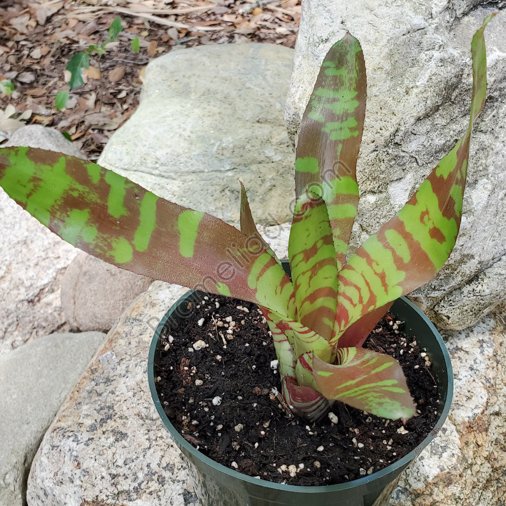 Neoregelia 'Brian Weber' x Blushing Tiger' – bromeliad.com