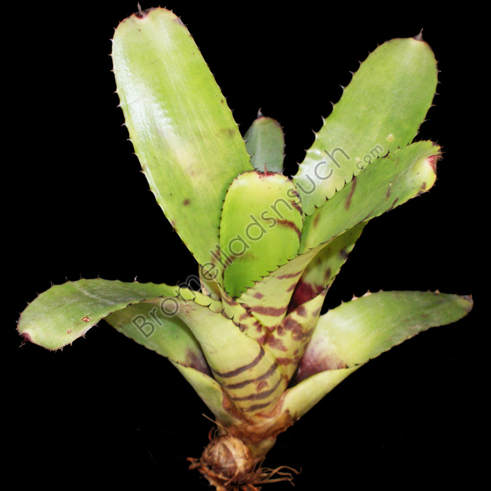Neoregelia carcharodon 'Giant' – bromeliad.com