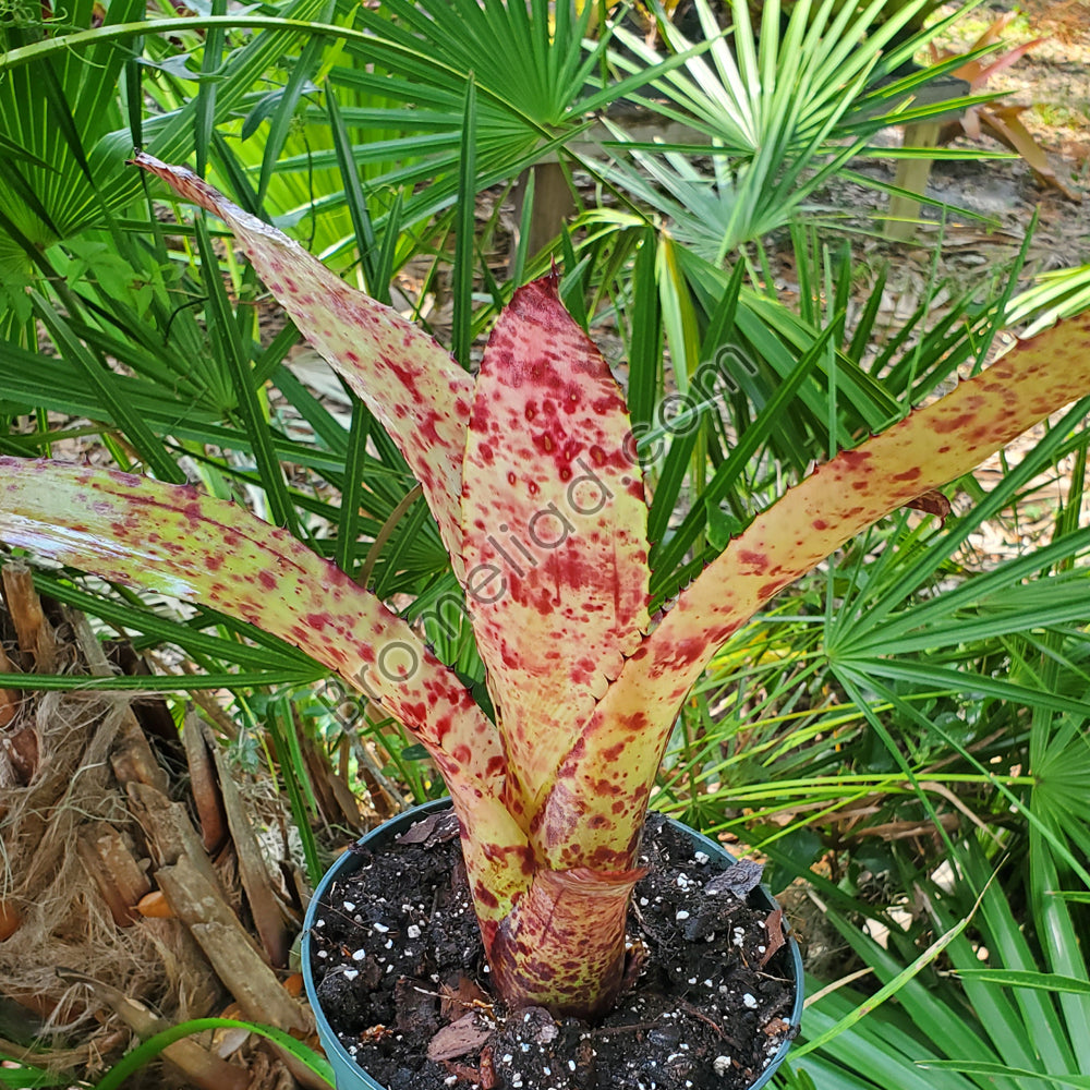 Neoregelia carcharodon species, Brazil (red spotted) – bromeliad.com