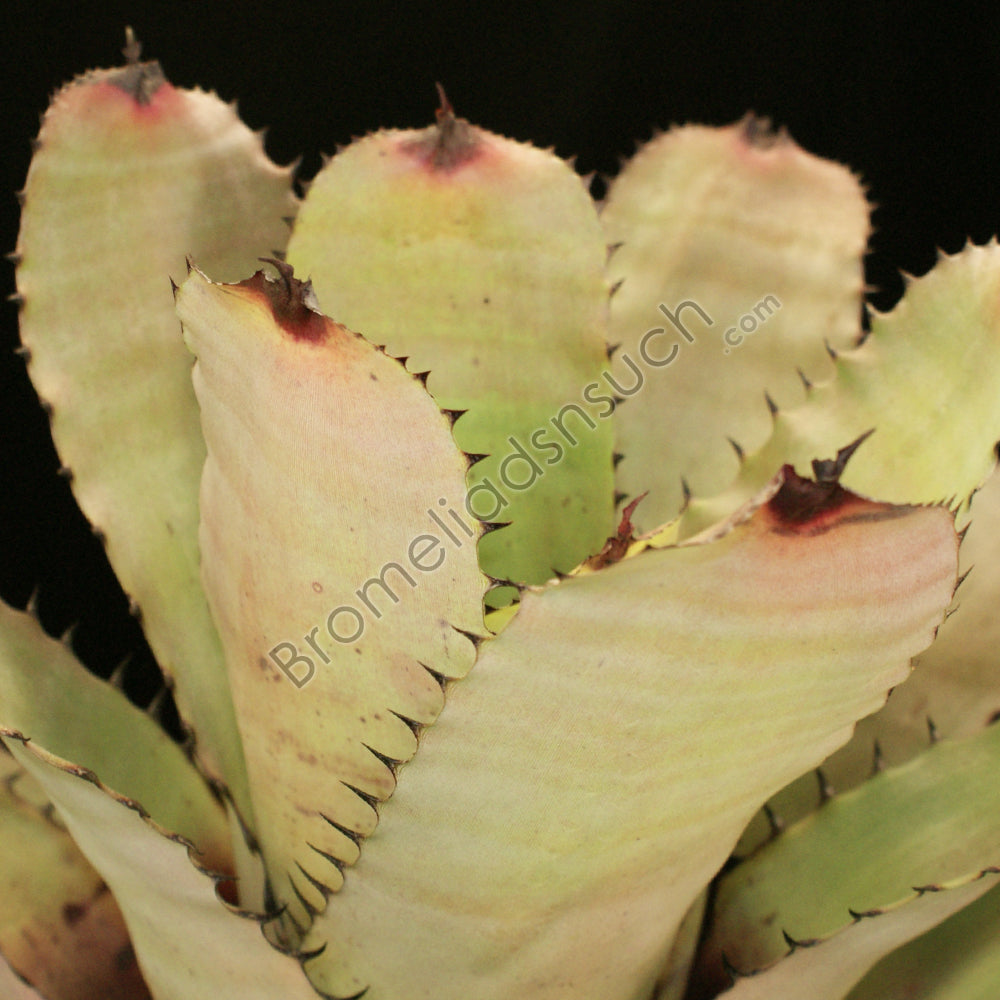 Neoregelia carcharodon 'Spines' – bromeliad.com