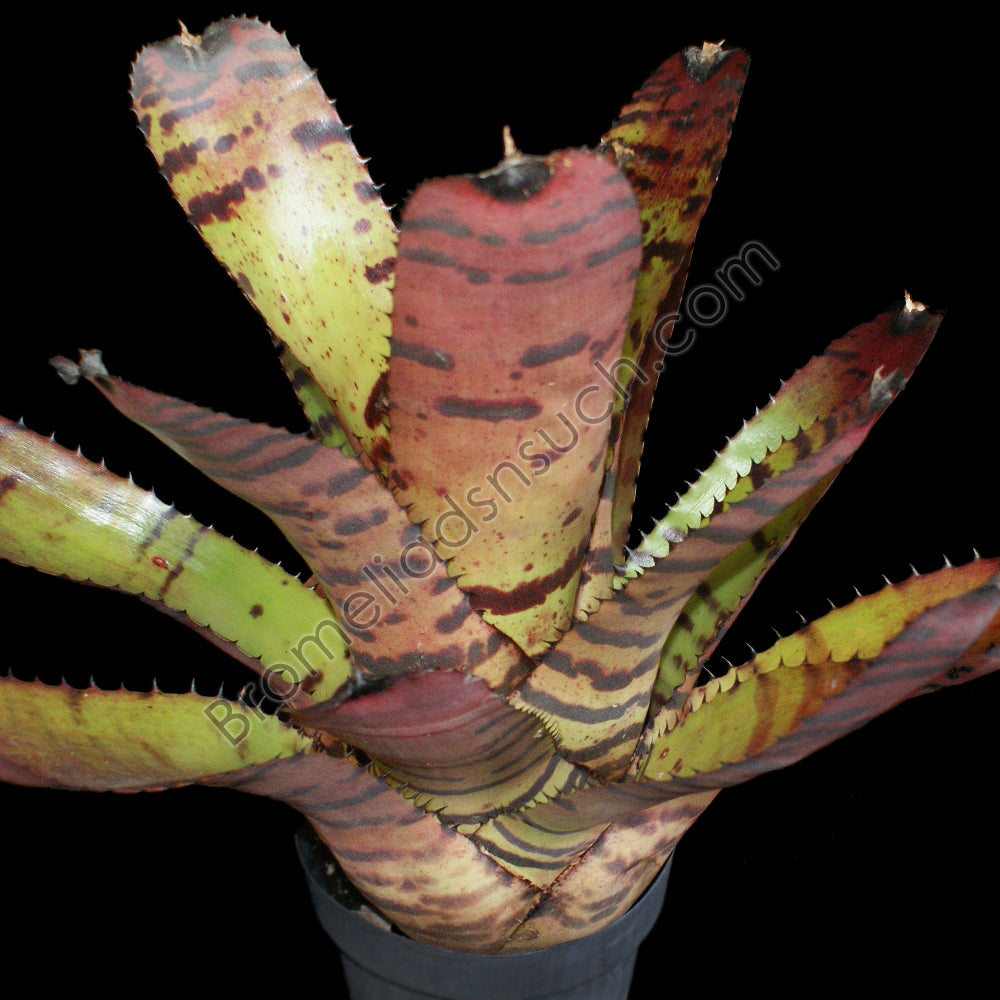 Neoregelia carcharodon 'Tiger' – bromeliad.com