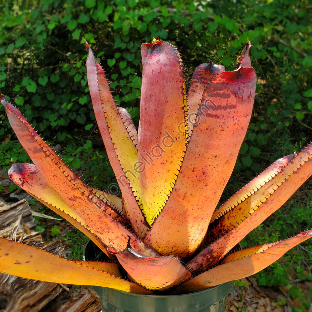 Neoregelia carcharodon 'Rainbow' – bromeliad.com