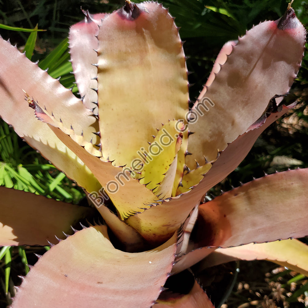 Neoregelia carcharodon 'Spines' – bromeliad.com