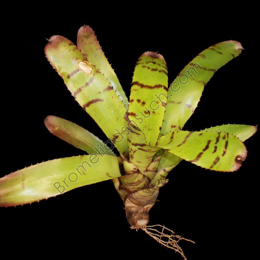 Neoregelia carcharodon 'Tiger' – bromeliad.com