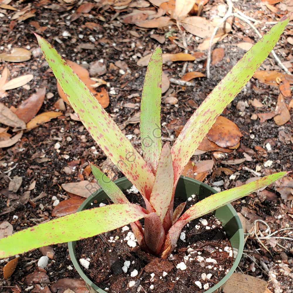 Neoregelia cyanea – bromeliad.com
