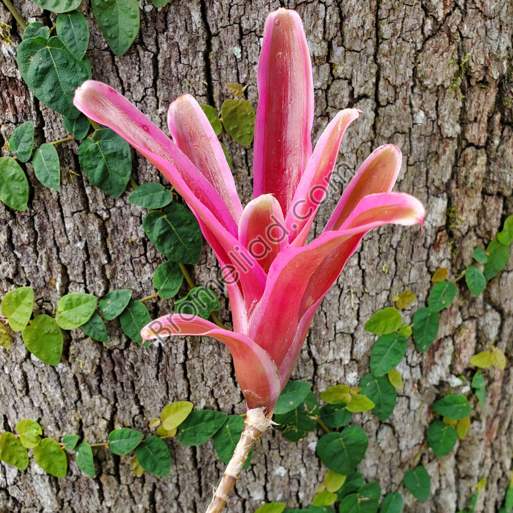 Neoregelia 'Fallan' – bromeliad.com