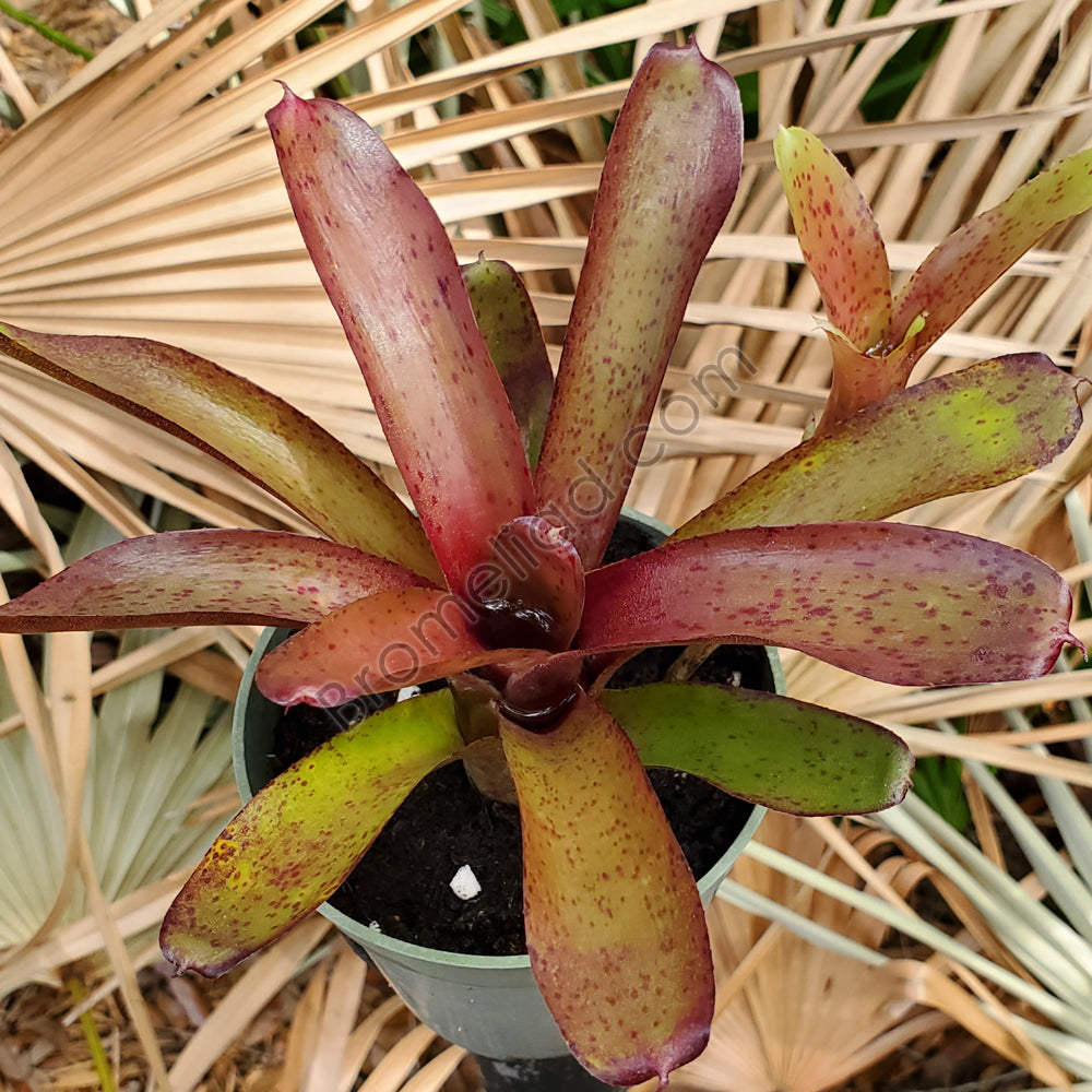Neoregelia 'Fireball' x ampullacea – bromeliad.com