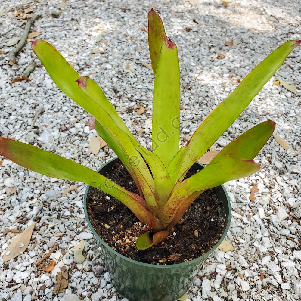 Neoregelia 'Golden Promise' – bromeliad.com