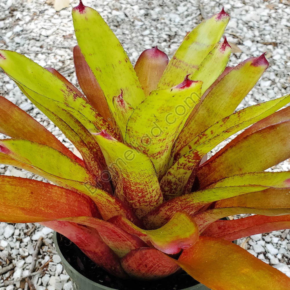 Neoregelia 'Golden Promise' – bromeliad.com