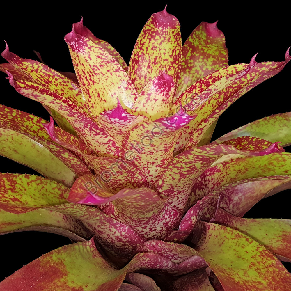 Neoregelia 'Golden Scroll' – bromeliad.com