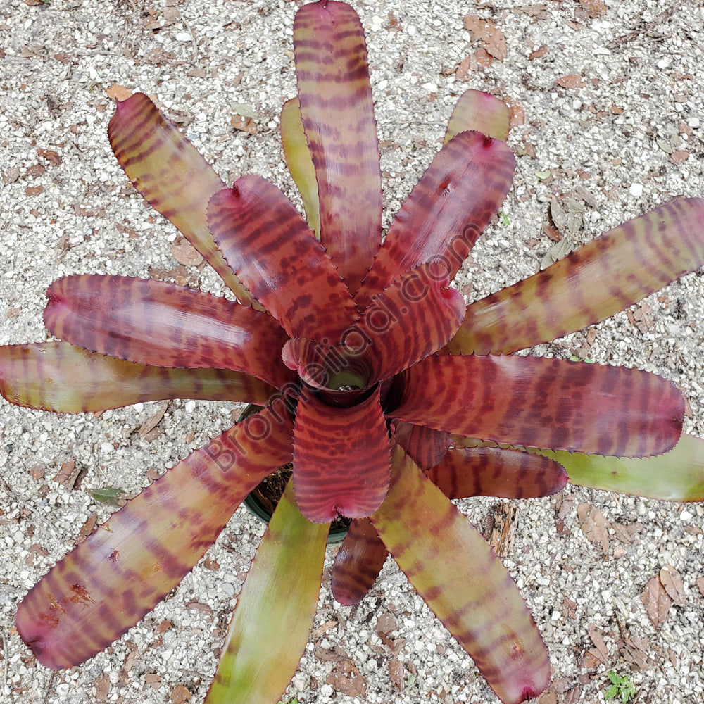 Neoregelia 'Grove's Red Tiger' – bromeliad.com