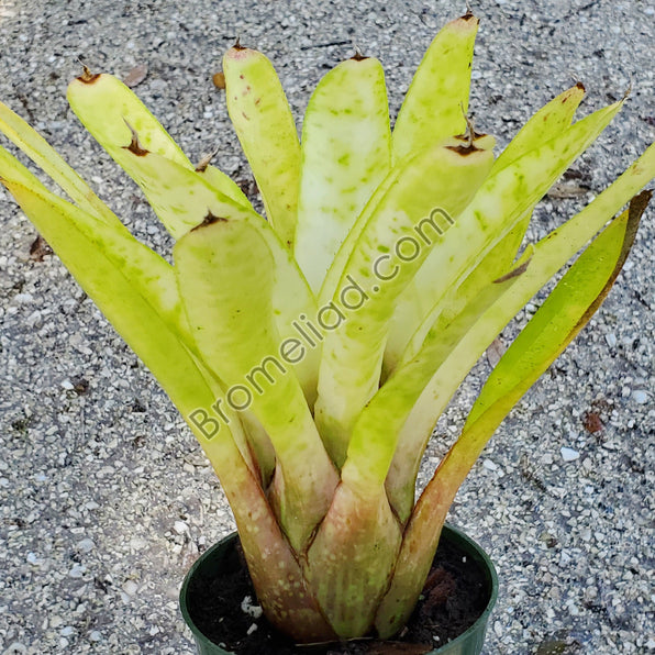 Neoregelia – bromeliad.com