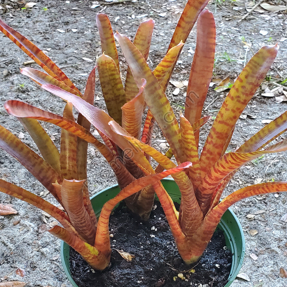 Neoregelia punctatissima rubra x tigrina – bromeliad.com