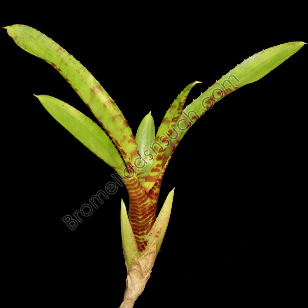 Neoregelia punctatissima x 'Blushing Tiger' – bromeliad.com