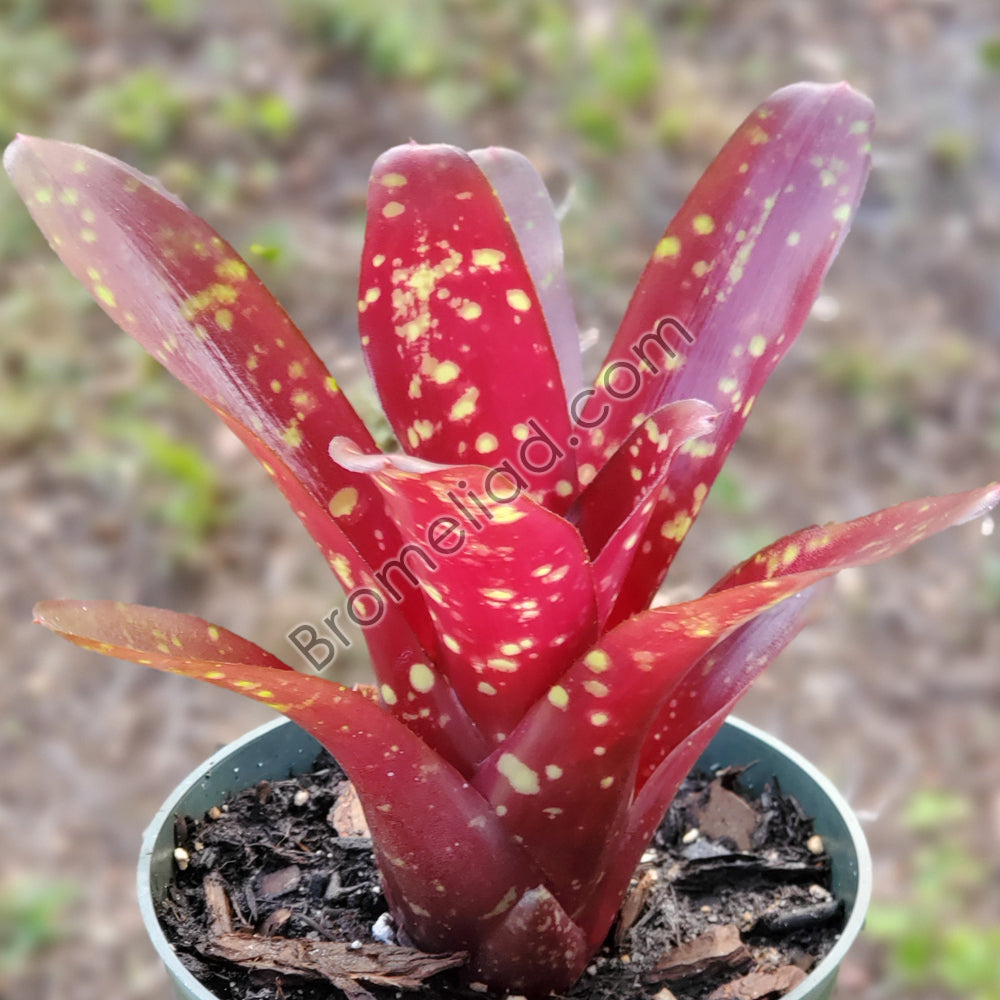 Neoregelia 'Royal Burgundy' x 'Fireball' – bromeliad.com
