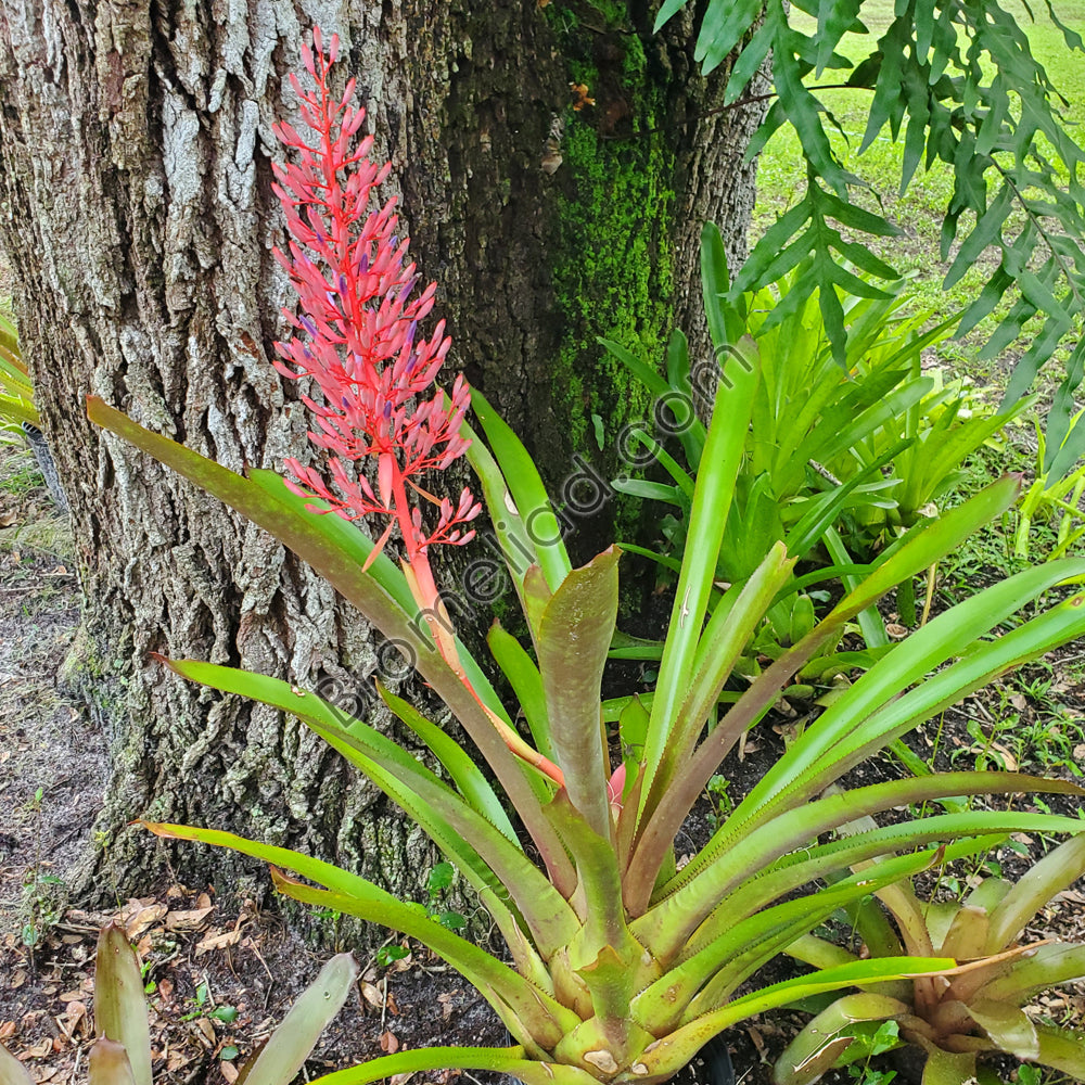 Portea 'Jungles' – bromeliad.com