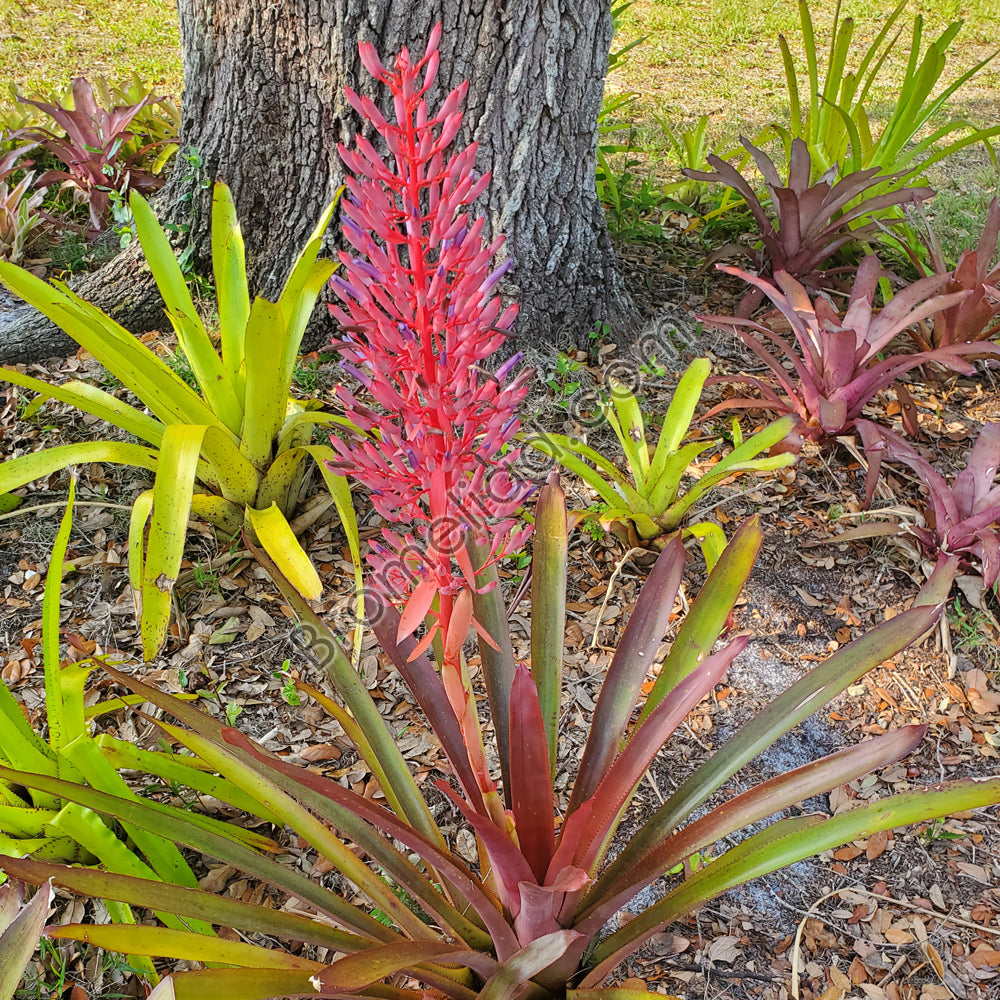 Portea 'Jungles' – bromeliad.com