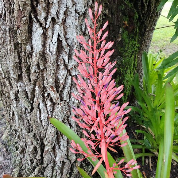 Portea 'Jungles' – bromeliad.com