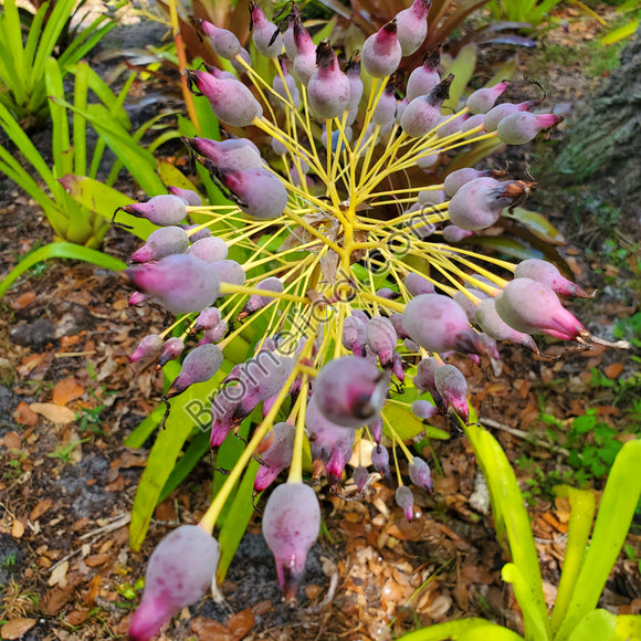 Portea petropolitana var. extensa – bromeliad.com