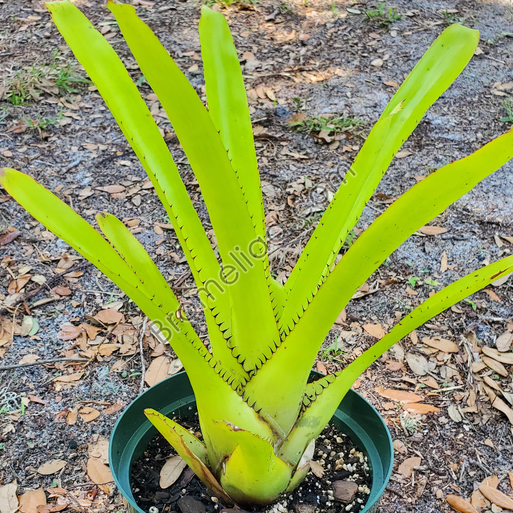 Portea petropolitana var. extensa – bromeliad.com