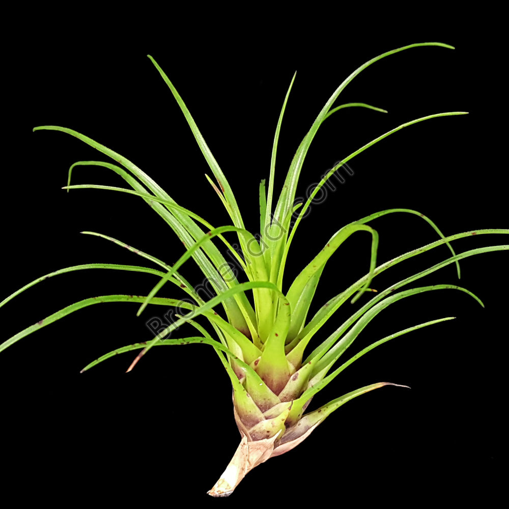 Vriesea Correia-Araujoi – bromeliad.com