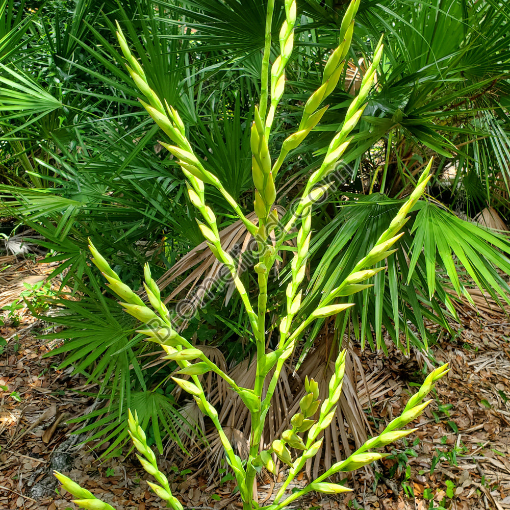 Vriesea Gigantea 'Nova' – bromeliad.com